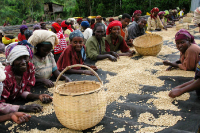 【珈琲きゃろっと】自家焙煎コーヒー豆の通信販売専門店